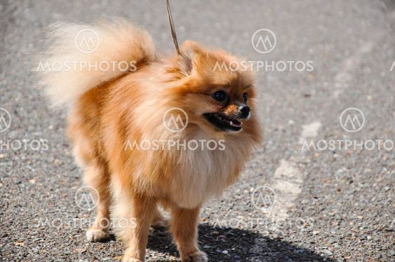 "Dog breeds of Spitz" by Владимир Галкин - Mostphotos