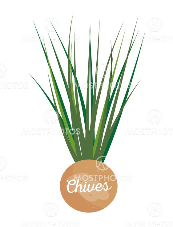 "Chives Label with Lettering..." by robuart - Mostphotos