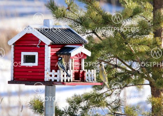 "Fåglar sittande på fågelstuga" av Thomas Skogsberg - Mostphotos