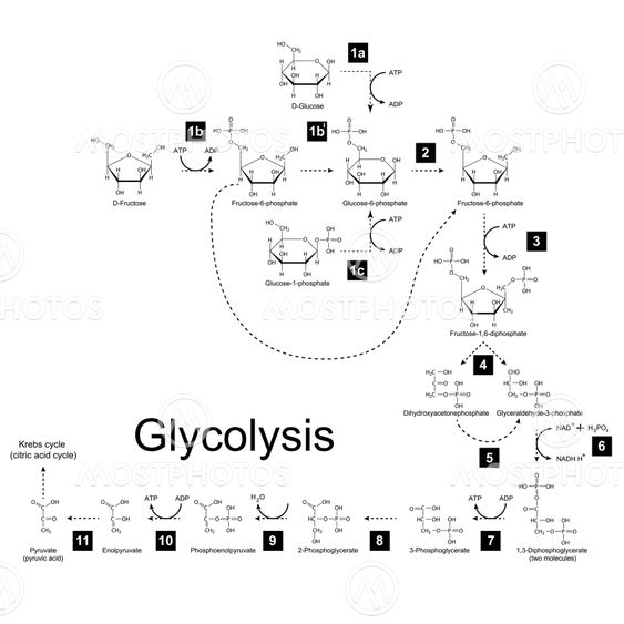 "Chemical scheme of glycolys..." by Anton Lebedev - Mostphotos