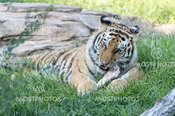 Tiger Eating Grass Santosh Kumar J On X: "Not A Good Sighting