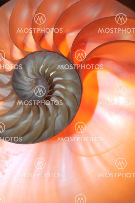 "nautilus shell symmetry Fib..." by User_77192 - Mostphotos