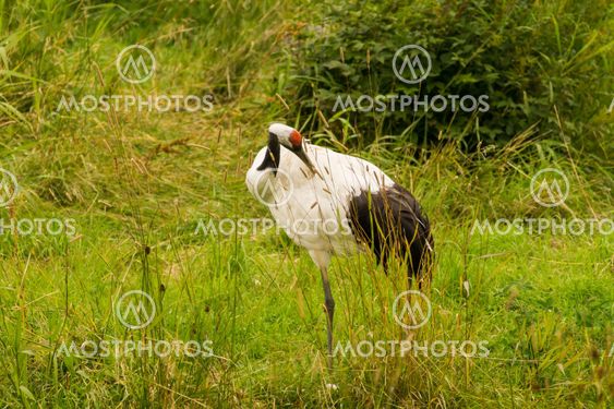 "japanese crowned crane" av Conny Skogberg - Mostphotos