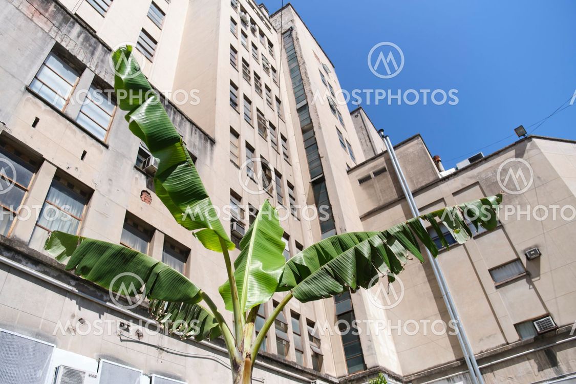 "Banana tree of an urban gar..." by Carolina Jaramillo - Mostphotos