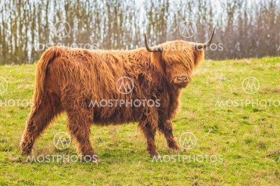 "Highland cattle, Scottish c..." fra Sander Meertins - Mostphotos