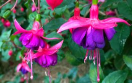 Types Of Drooping Purple Flowers