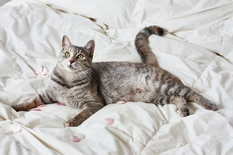 Mysiga kattbilder online - Mostphotos