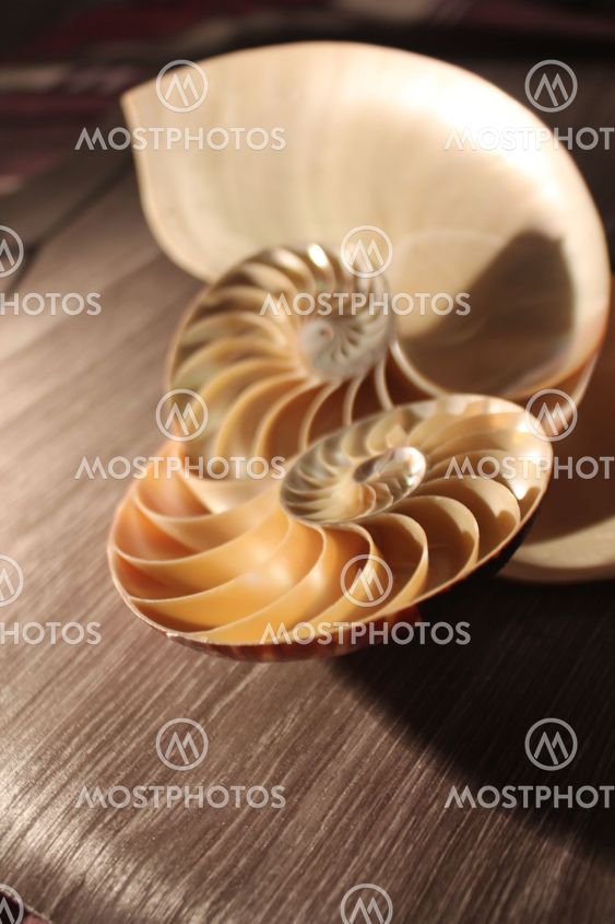 "nautilus shell symmetry Fib..." by User_77192 - Mostphotos