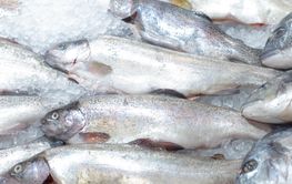Seema Fish