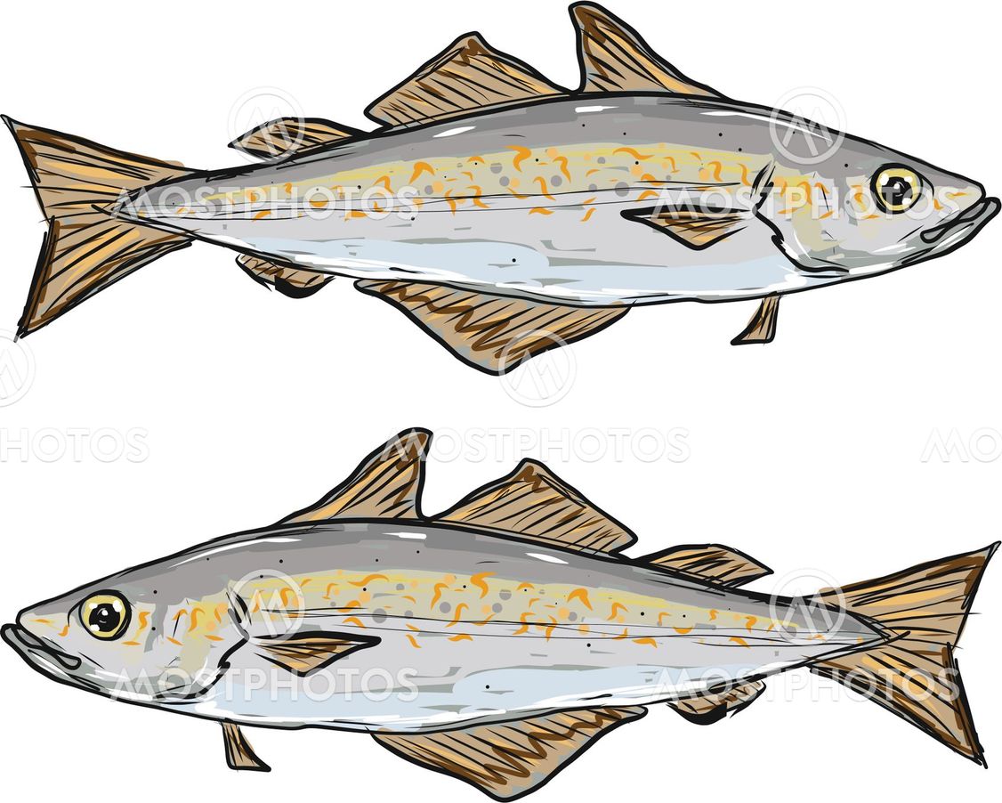 "Pollock fish freehand illus..." af Anton Novik - Mostphotos