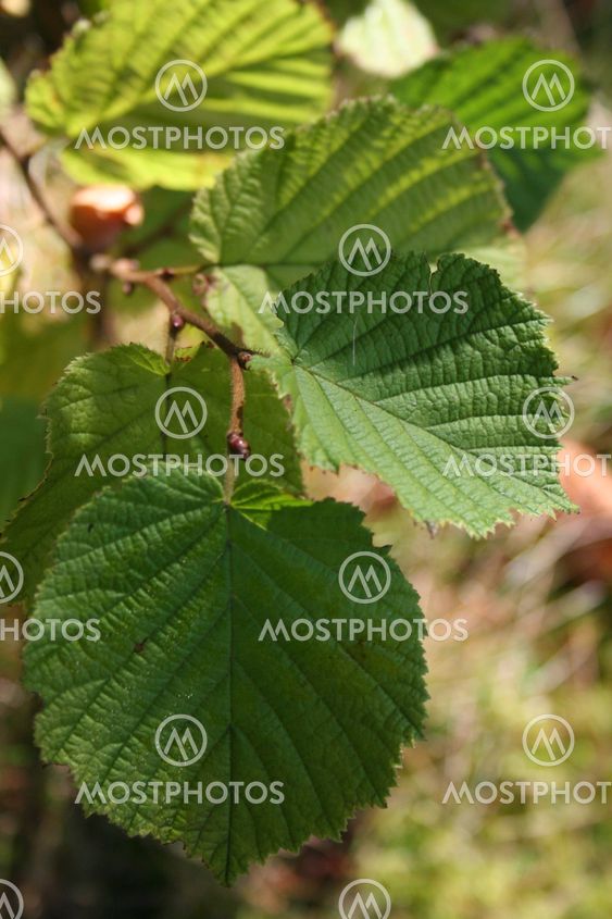 "Hassel blad" av Hubertus Sander - Mostphotos
