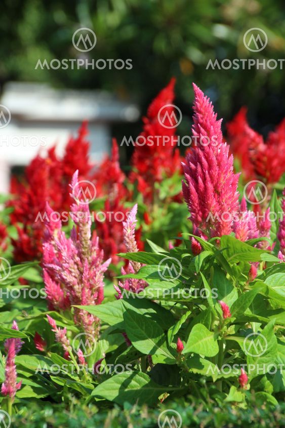 "Celosia, Plumed celosia, Wo..." fra Suriya Desatit - Mostphotos