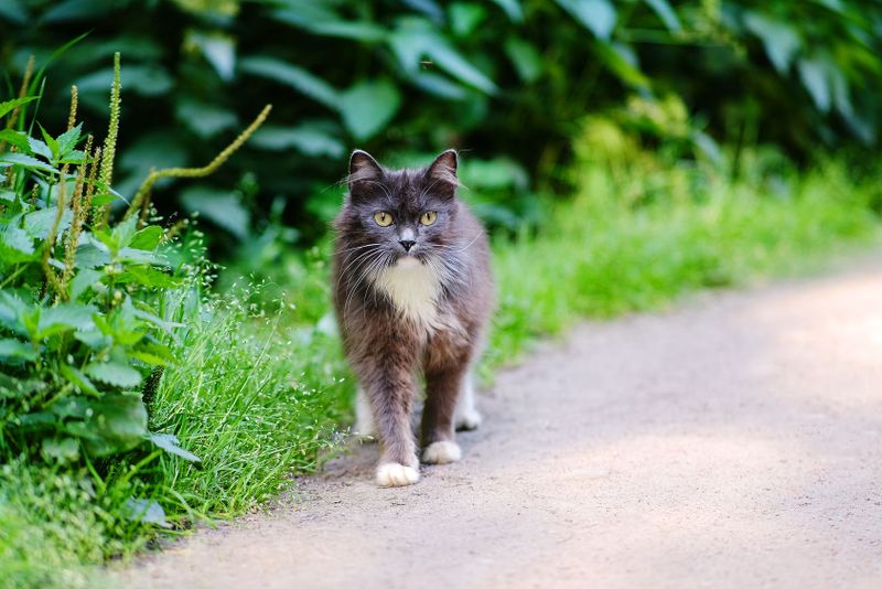 Mysiga kattbilder online - Mostphotos