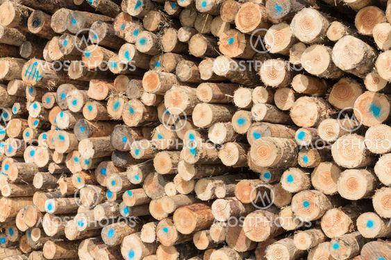 "Stack of chopped tree trunk..." fra Tromp Willem van Urk - Mostphotos