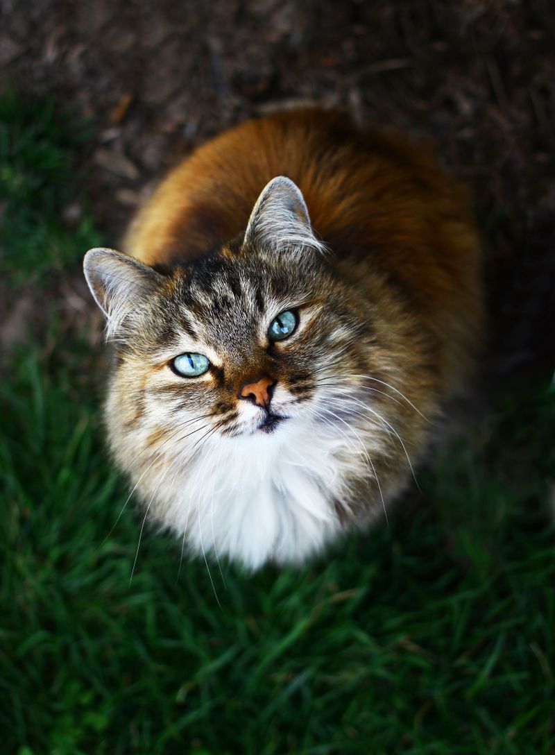 Mysiga kattbilder online - Mostphotos