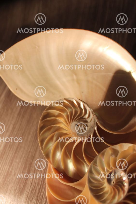 "nautilus shell symmetry Fib..." by User_77192 - Mostphotos