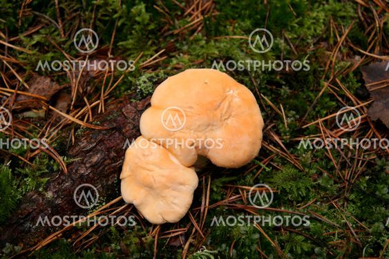 "Taggsvamp" av Märit Pringle - Mostphotos
