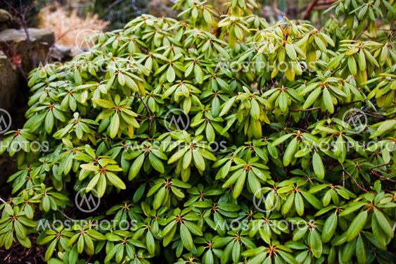 "Schefflera arboricola, leaf..." av ASphotofamily - Mostphotos