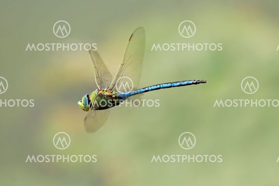 "Hovering dragonfly" av Nico Smit - Mostphotos